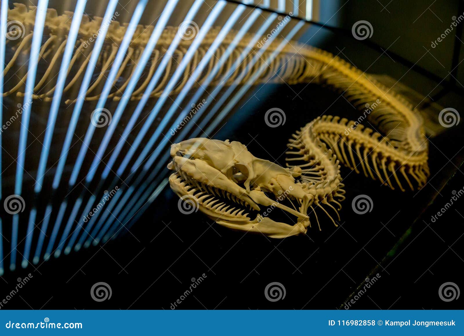 Skelettet Av Ormen I Belysningbakgrunden Arkivfoto - Bild av ...