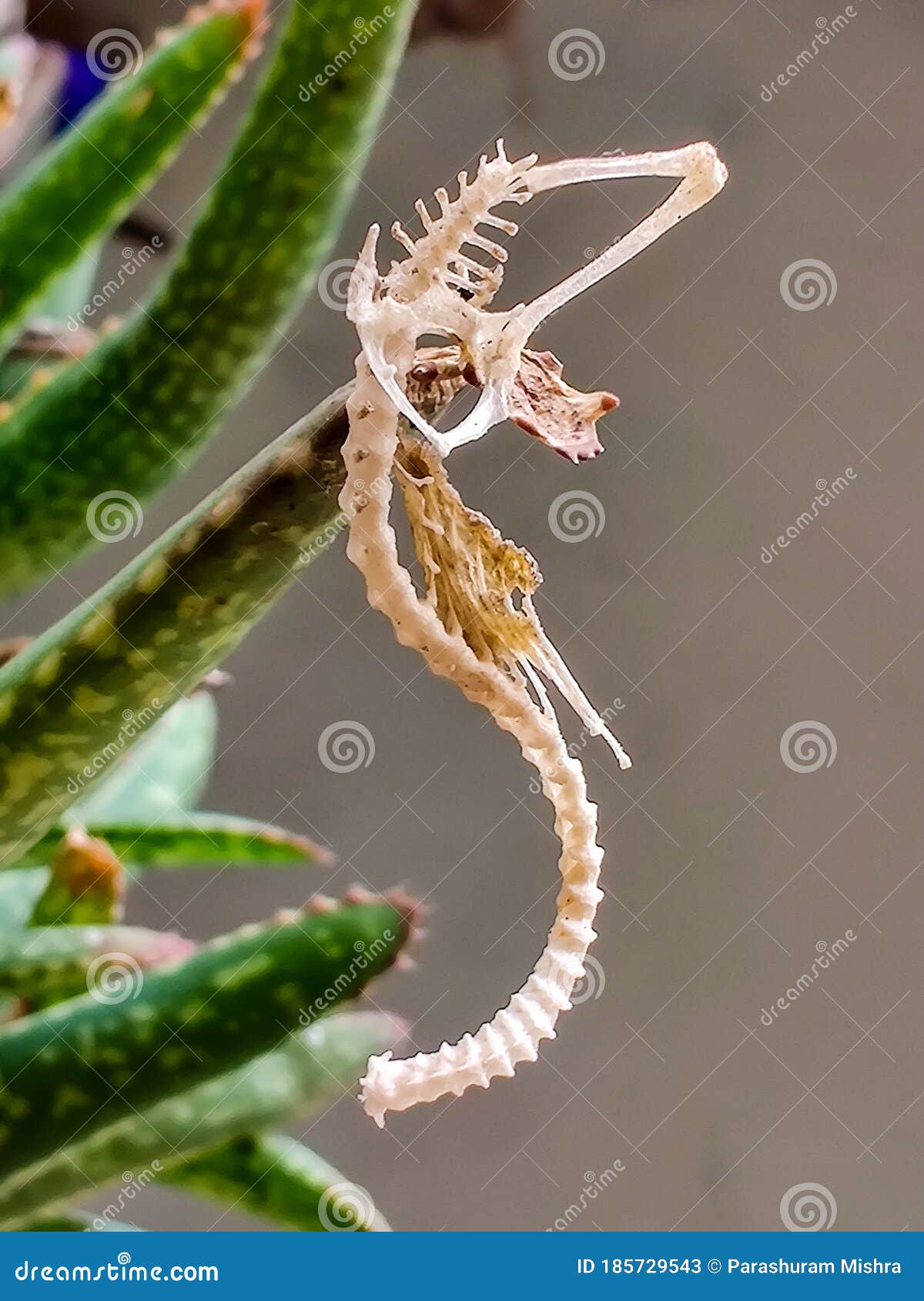 Skeliton or Leftover Bones of Lizard Stock Image - Image of lizard ...