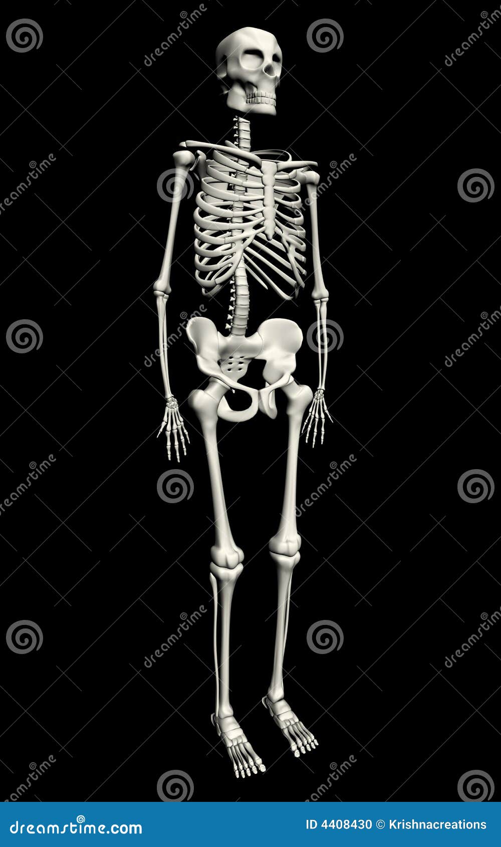 Skelton stock illustration. Illustration of background - 4408430