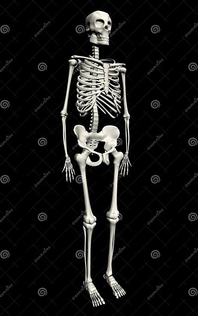 Skelton stock illustration. Illustration of background - 4408430