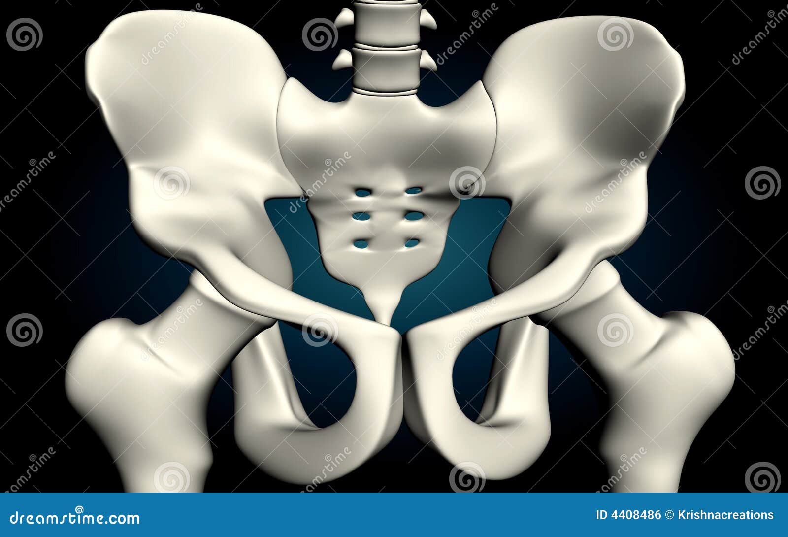 Skelton stock illustration. Illustration of joints, backbone - 4408486