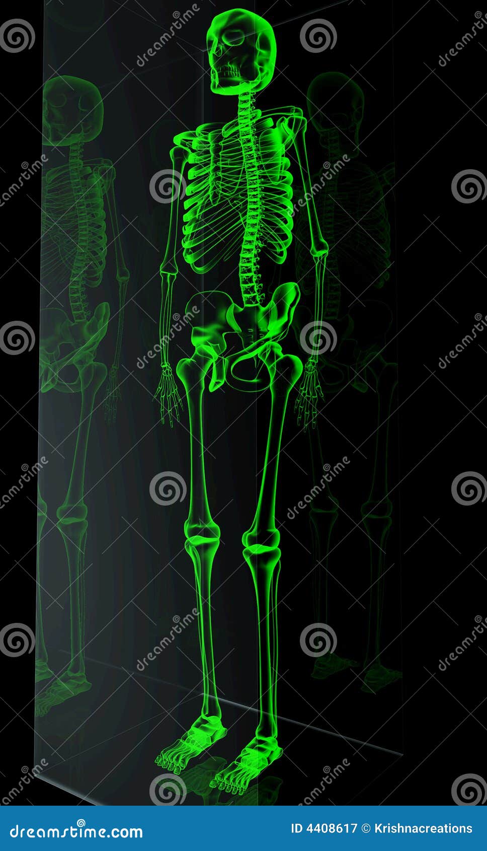 Skelton stock illustration. Illustration of anatomy, medical - 4408617