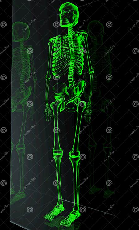 Skelton stock illustration. Illustration of anatomy, medical - 4408617