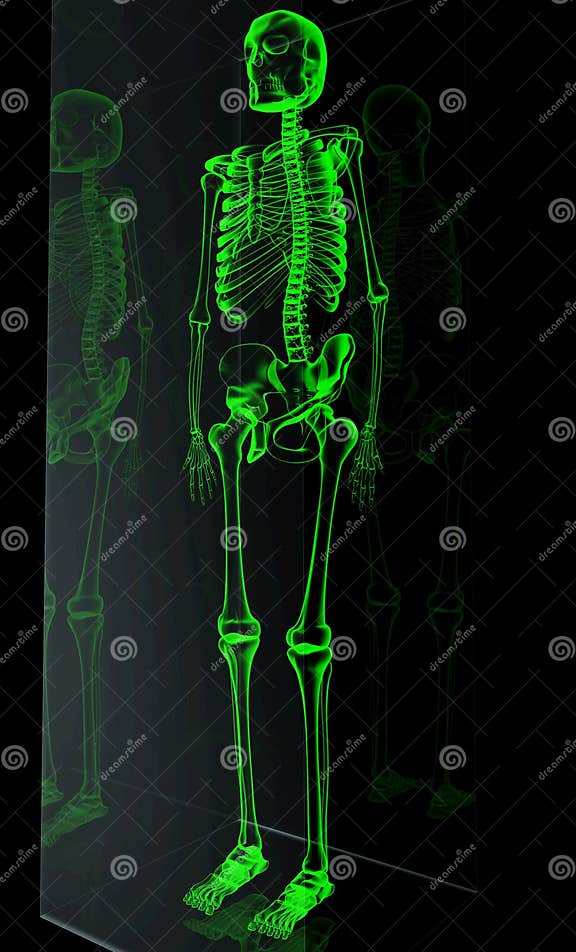 Skelton stock illustration. Illustration of anatomy, medical - 4408617