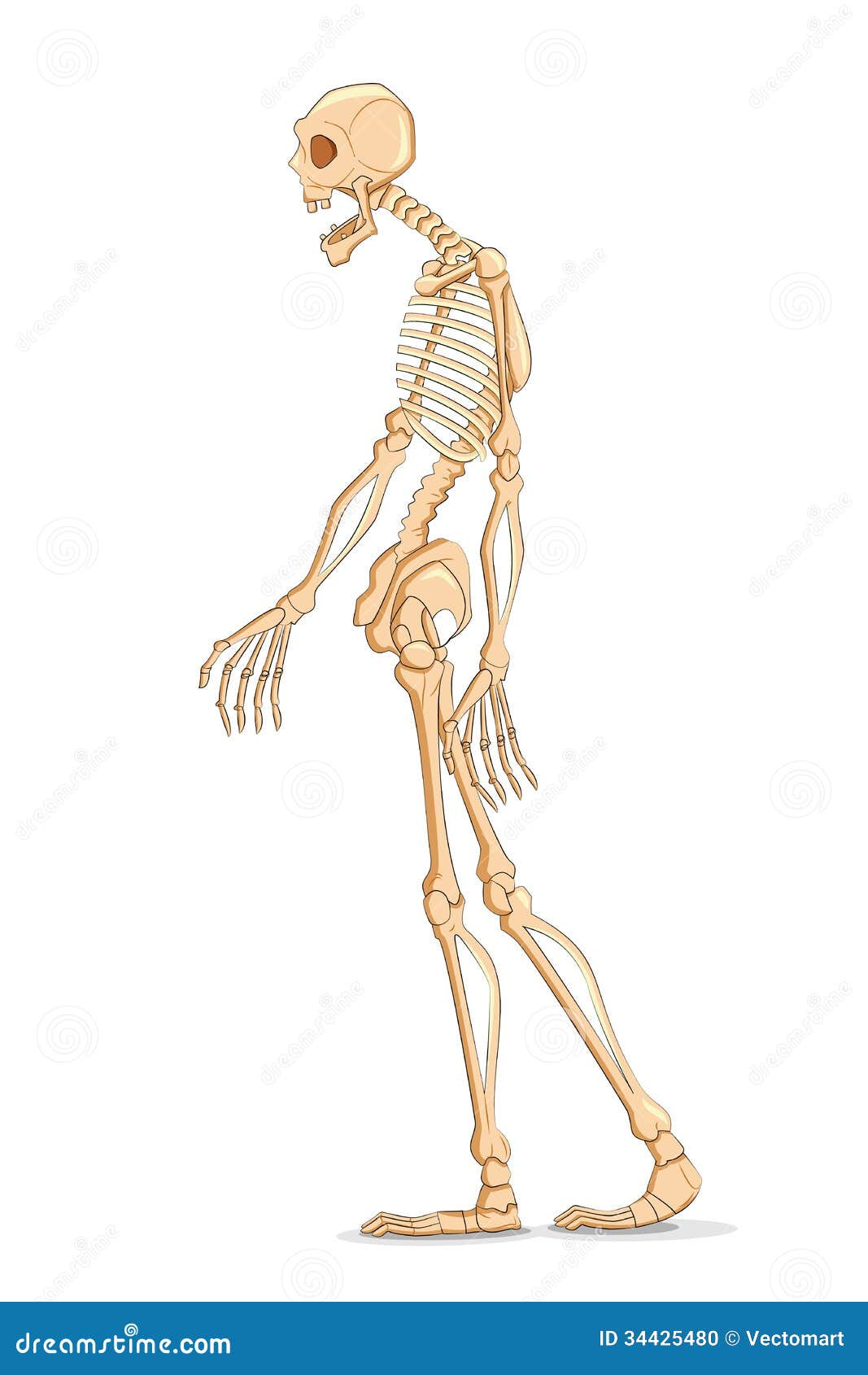 Skelton stock vector. Illustration of anatomy, figure - 34425480