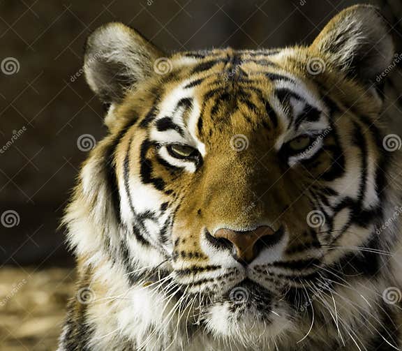 Skeptical Outlook stock image. Image of tiger, nature - 1498463