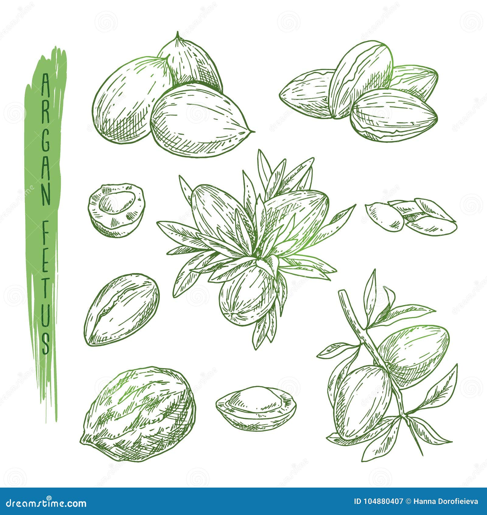 Sketch of Argan Tree Elements. Vector Silhouettes of Branches with Nuts ...