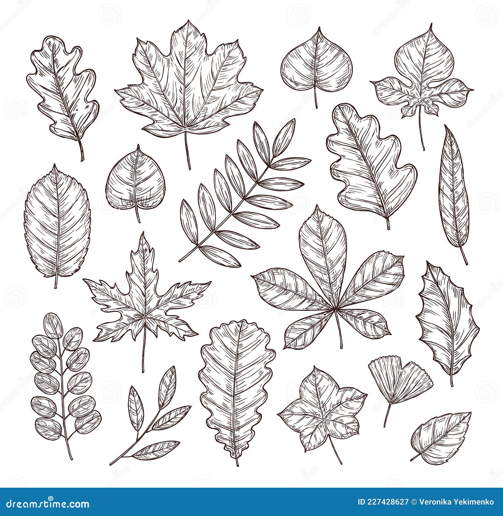 Sketch Autumn Leaves. Autumn Vector Set Stock Vector - Illustration of ...