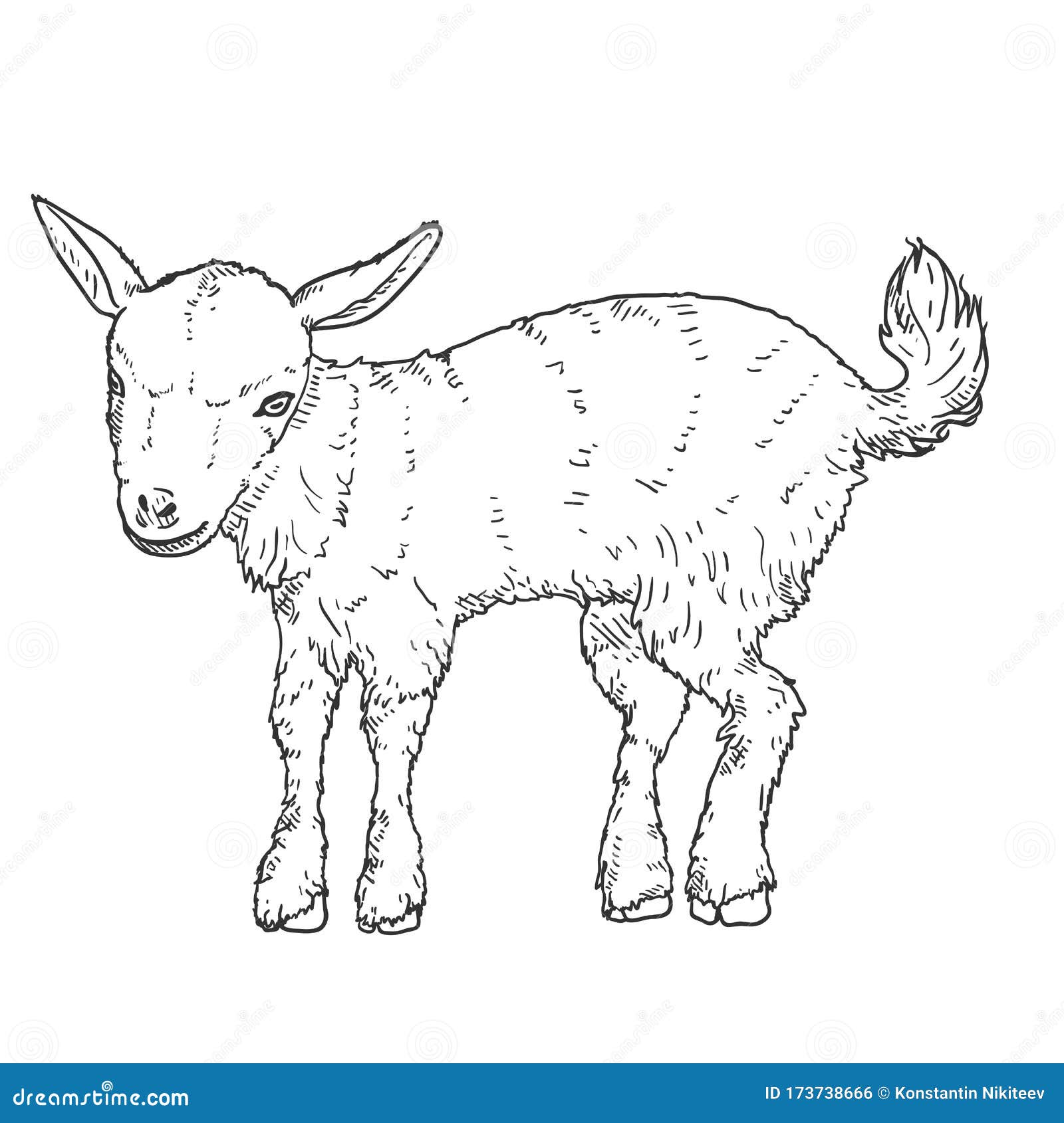 Sketch Baby Goat. Vector Illustration Stock Vector - Illustration of ...