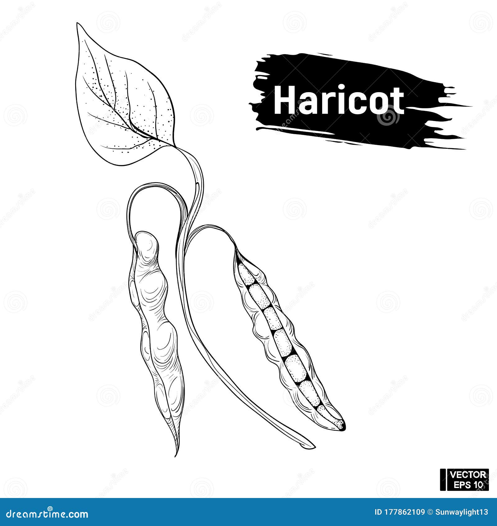 Sketch of Beans, Haricot Pod Stock Vector - Illustration of engraving ...