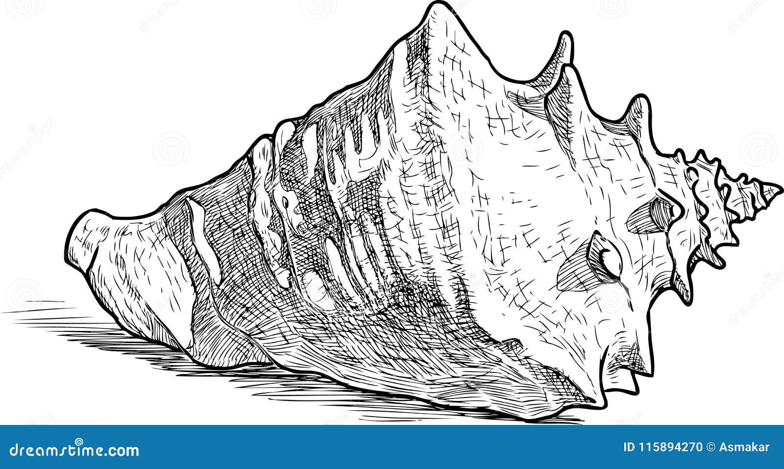 Sketch of a Big Sea Cockleshell Stock Vector - Illustration of life ...