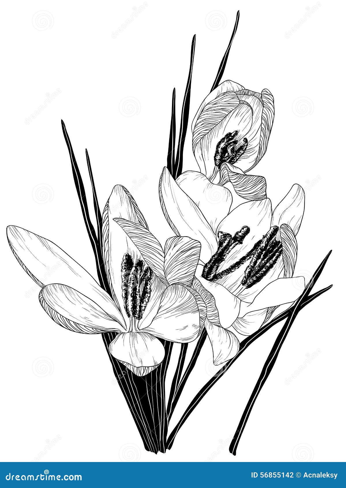 Sketch of Blooming Crocus Flowers Stock Vector - Illustration of iris ...
