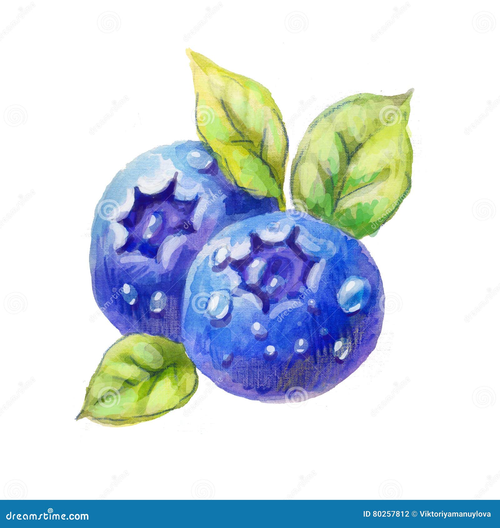 Sketch of Blueberry Isolated Stock Illustration - Illustration of diet ...