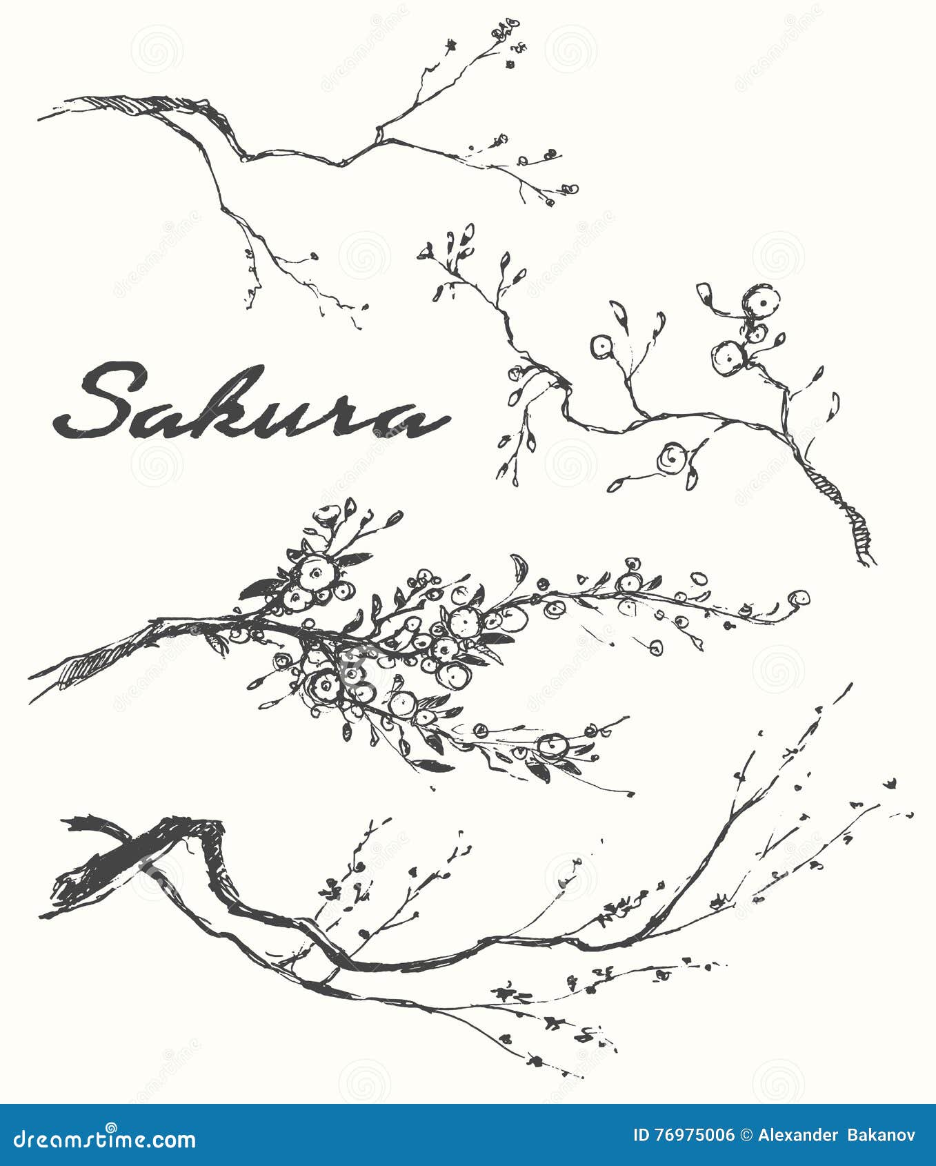 Branch Of Sakura Flower Vector For Tattoo Style On Isolated White ...