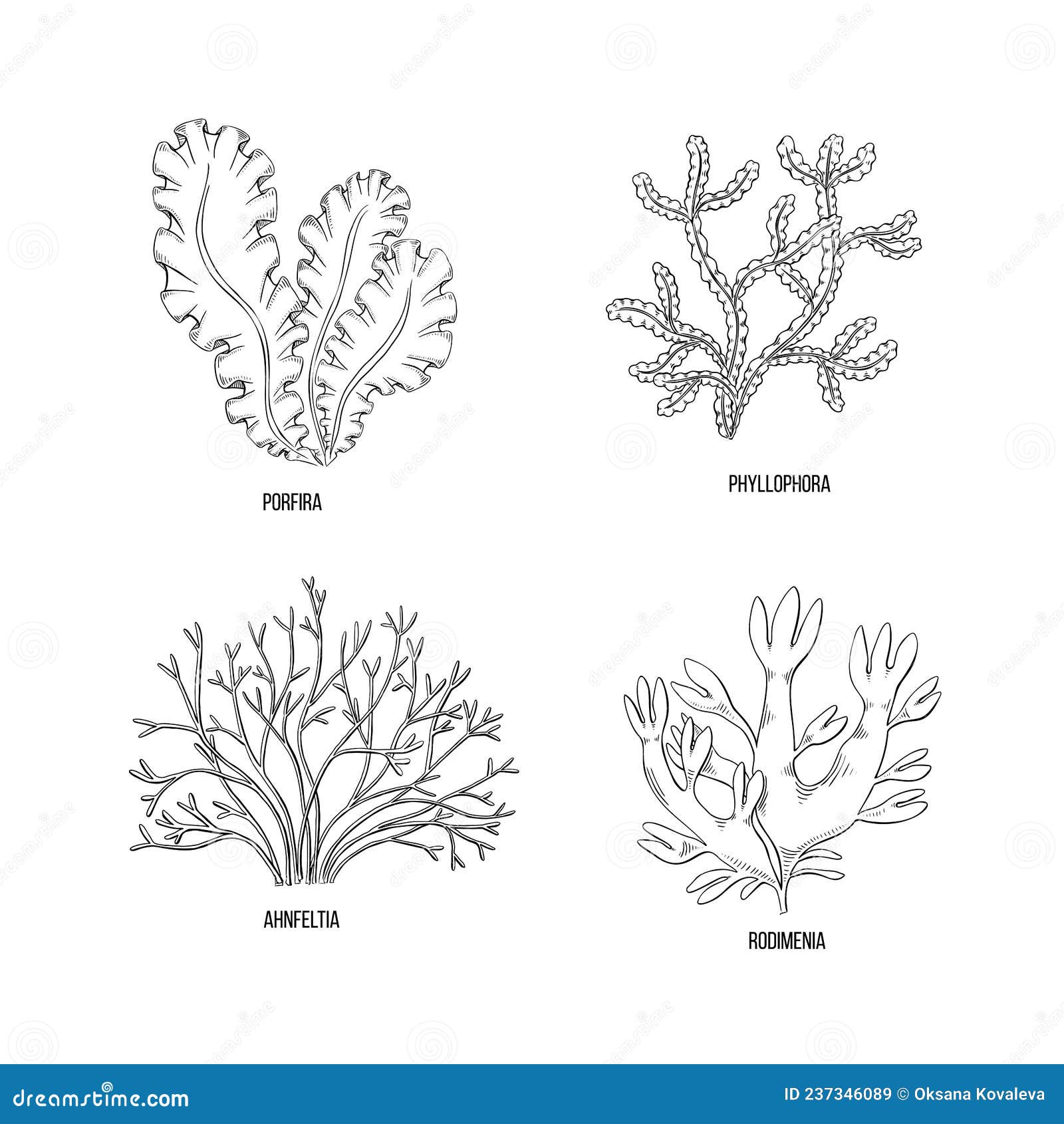 Sketch Brown Algae on White Backdrop. Vector Drawing Illustration. Line ...