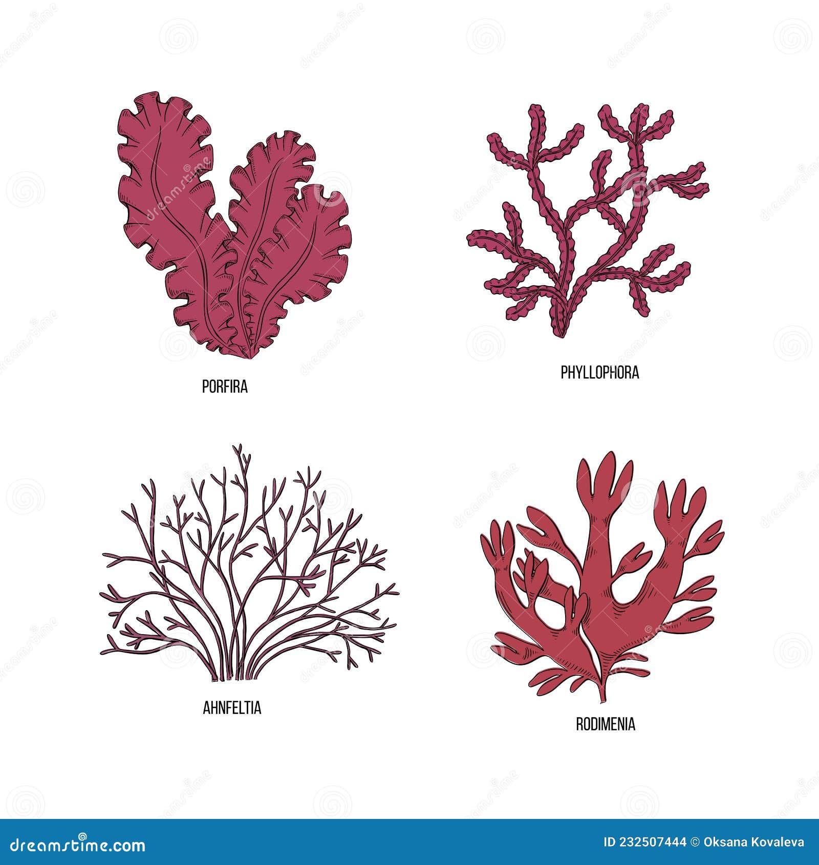 Red Coralline Algae Drawing