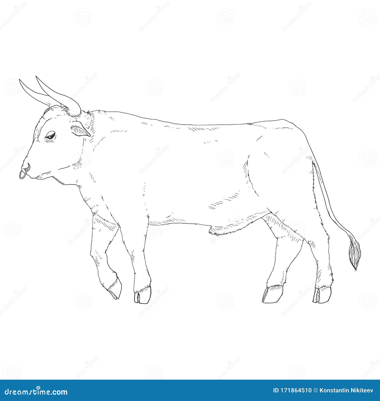 Sketch Bull. Vector Hand Drawn Illustration Stock Vector - Illustration ...