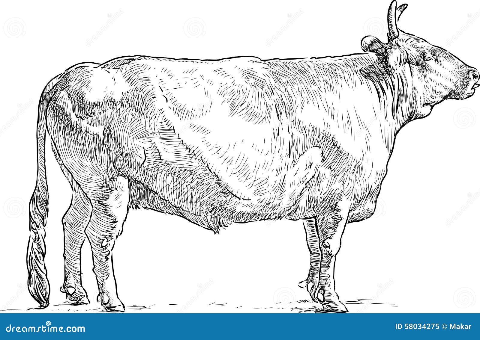 Sketch of a bull stock vector. Illustration of hoofed - 58034275