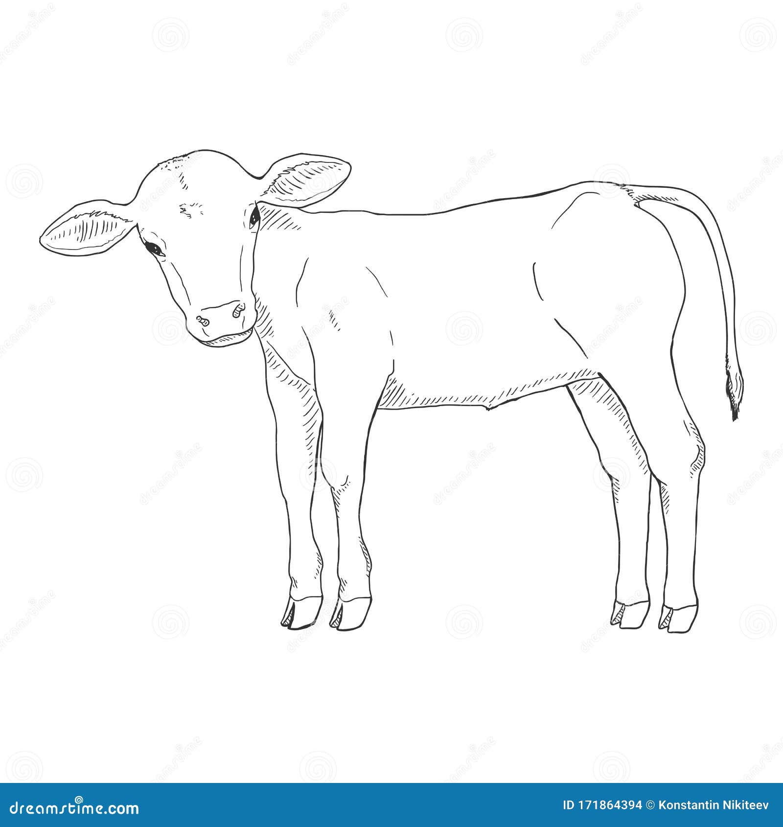 Sketch Calf. Vector Hand Drawn Illustration Stock Vector - Illustration ...