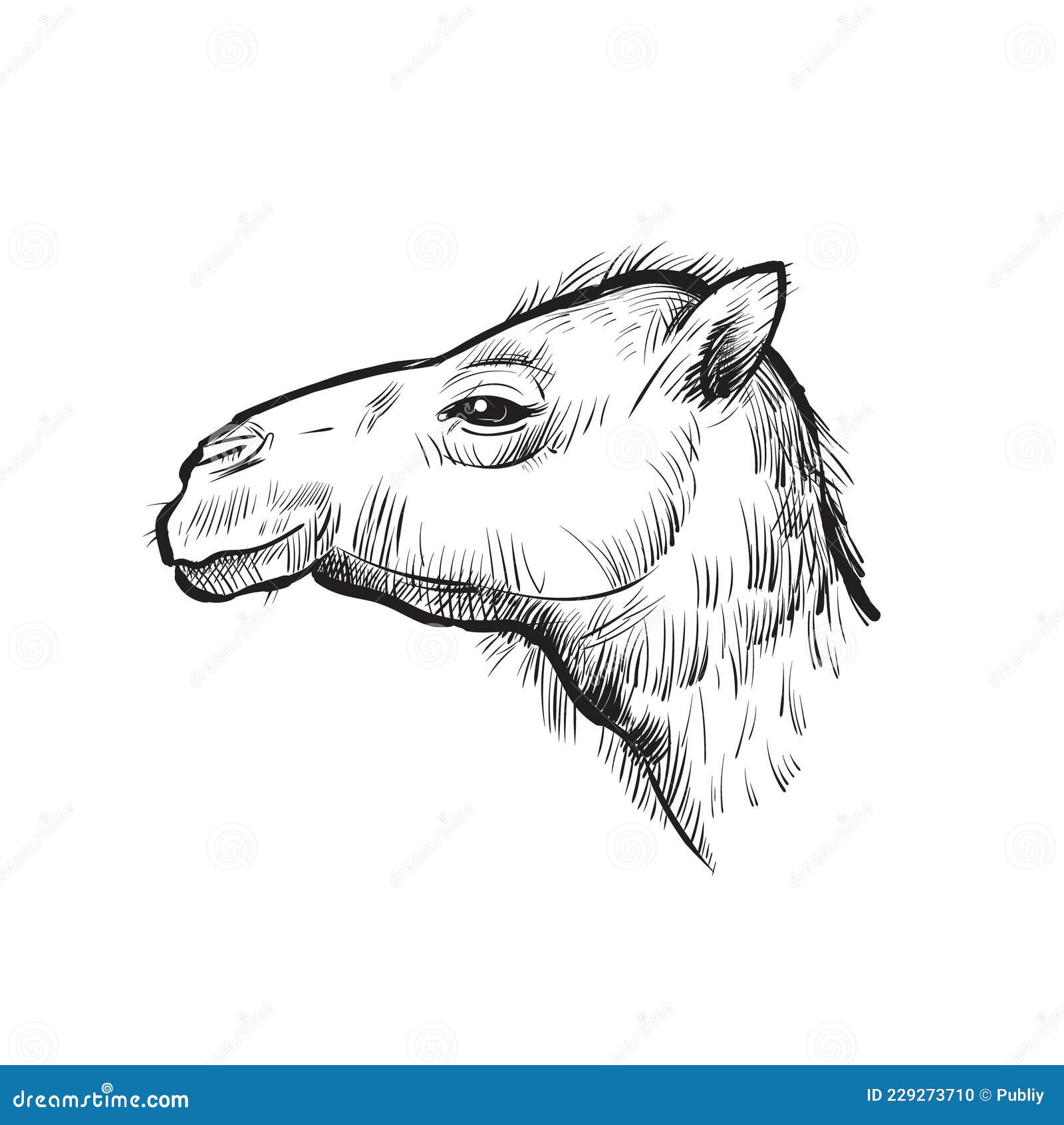 Sketch of a Camel. Hand-drawn Illustration in Vector Format Stock ...
