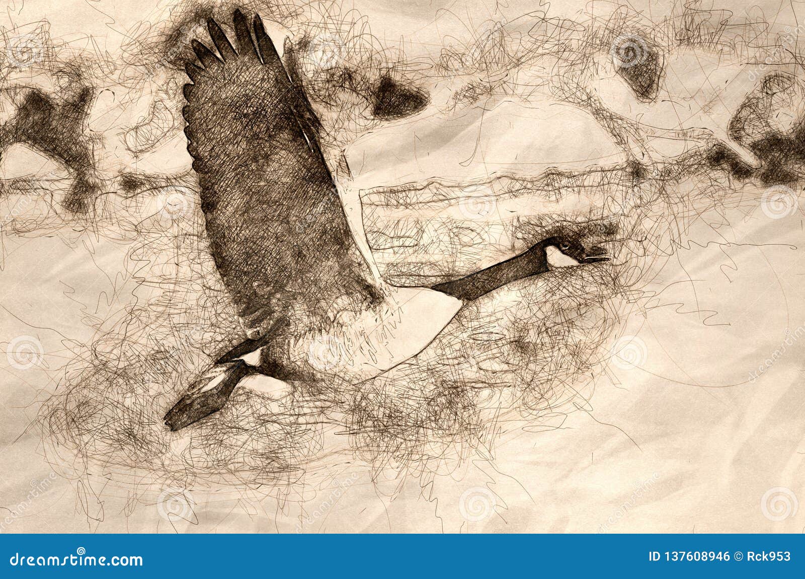 Sketch of a Canada Goose Taking Off from a River Stock Illustration ...