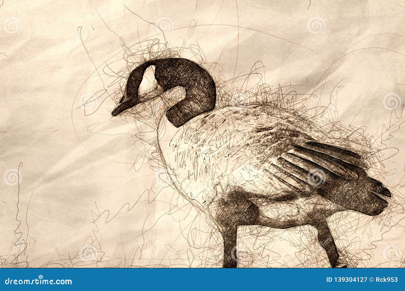 Sketch of a Canada Goose Wading in the Water Stock Illustration ...
