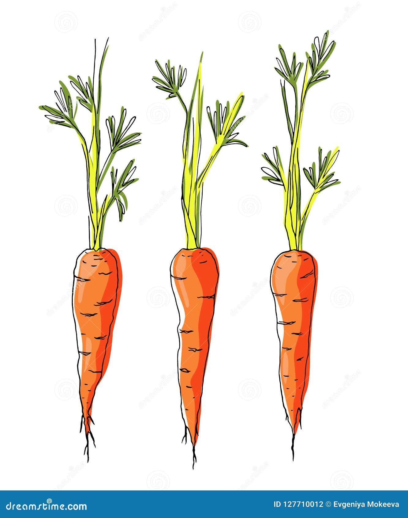 Sketch Carrots on White Background. Stock Vector - Illustration of ...