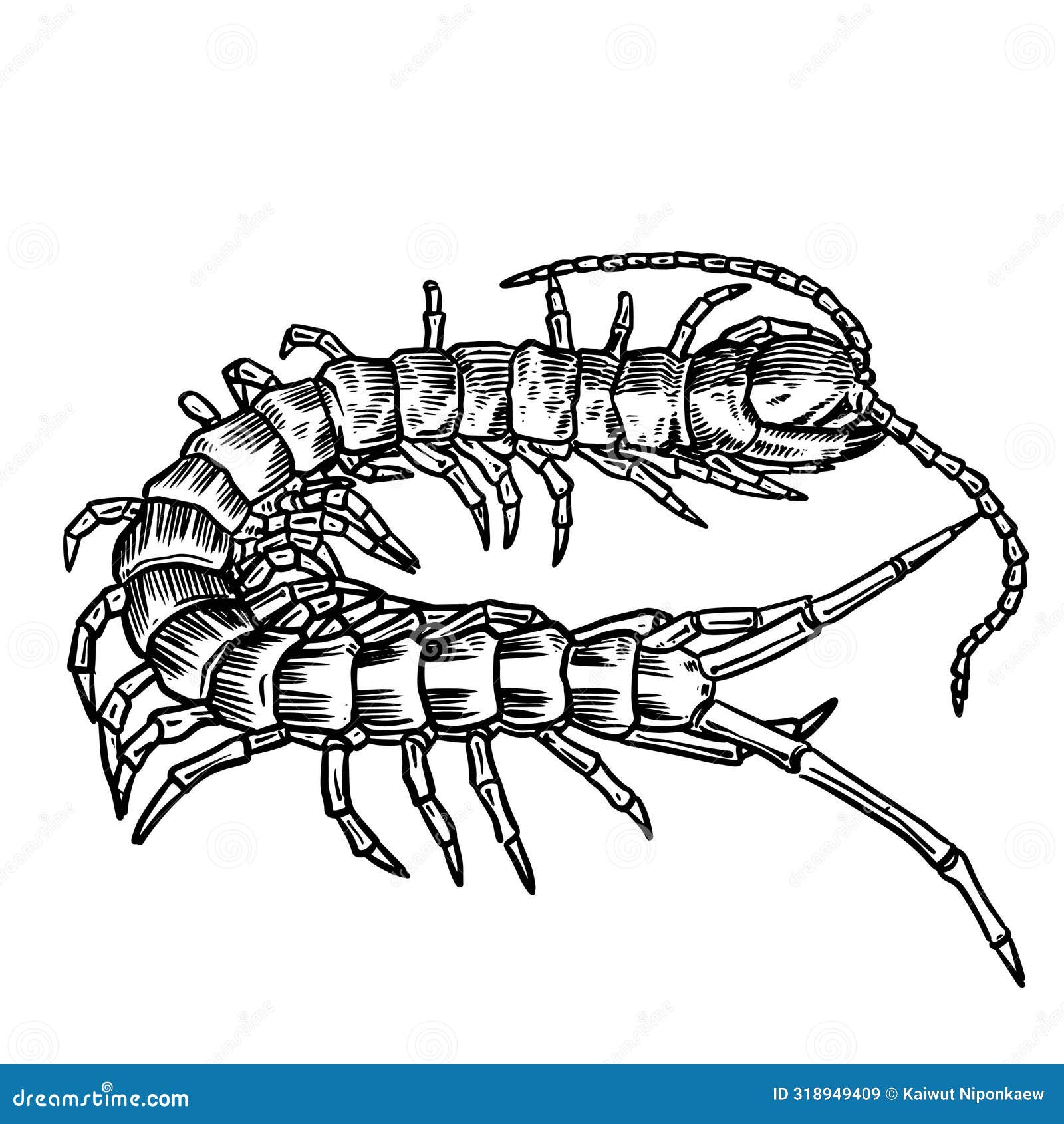 Sketch Centipede Hand Drawn Stock Vector - Illustration of tattoo ...
