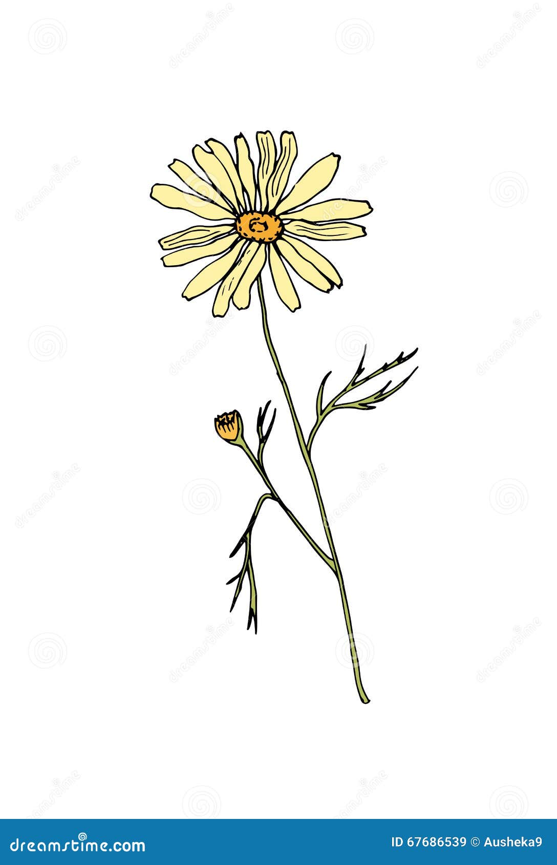 Sketch Chamomile Illustration Stock Vector - Illustration of flower ...