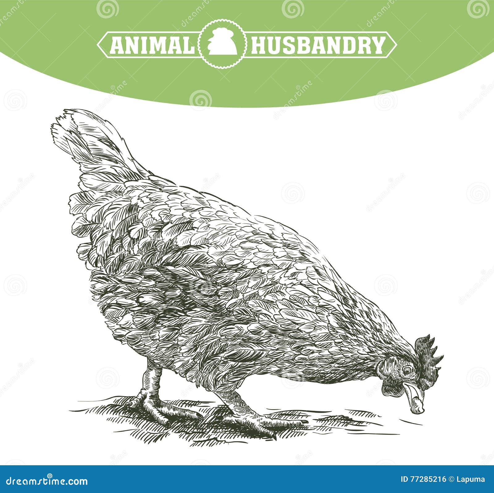 Sketch of Chicken. Poultry Breeding. Livestock Stock Vector ...