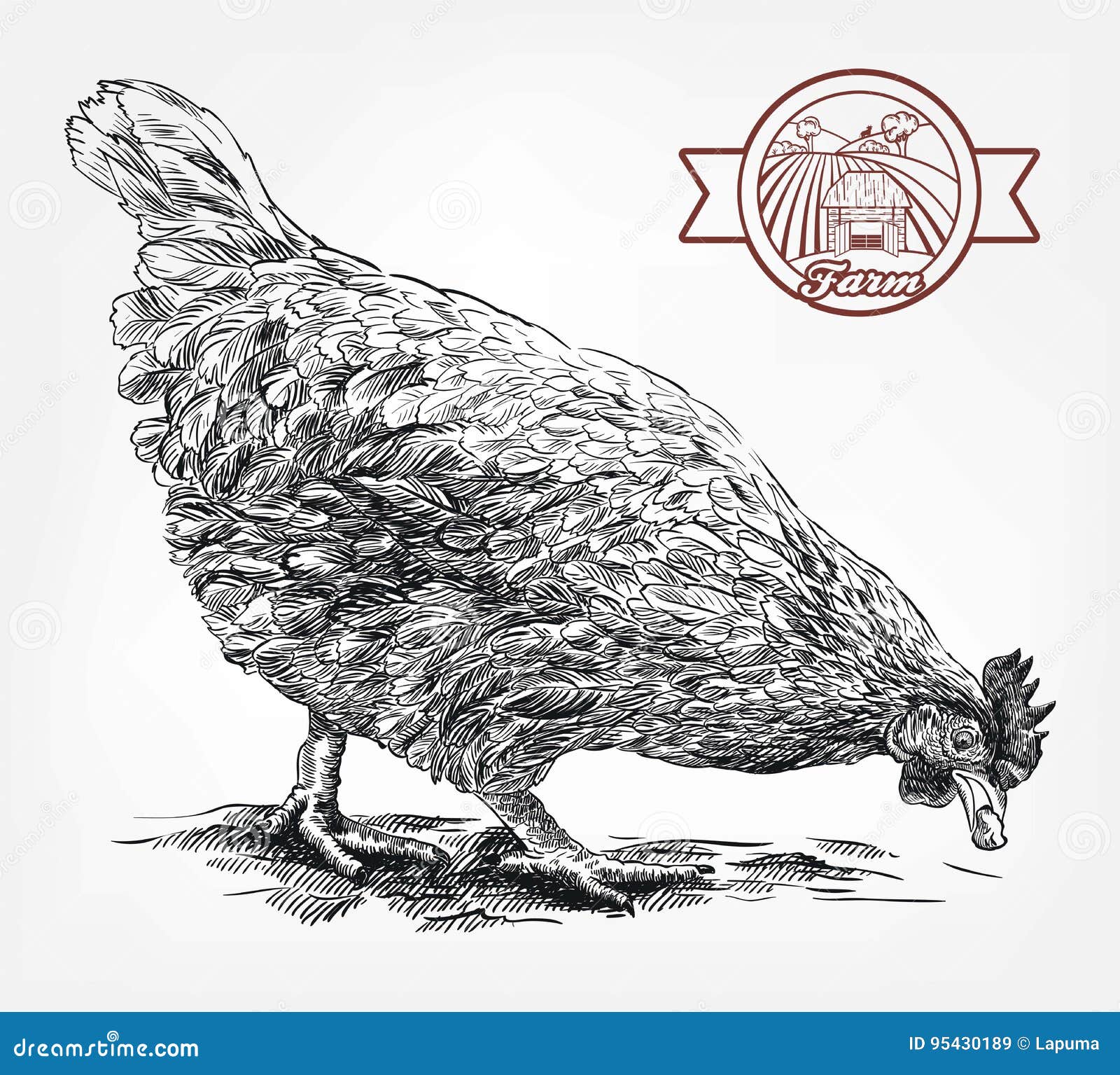Sketch of Chicken. Poultry Breeding. Livestock Stock Vector ...