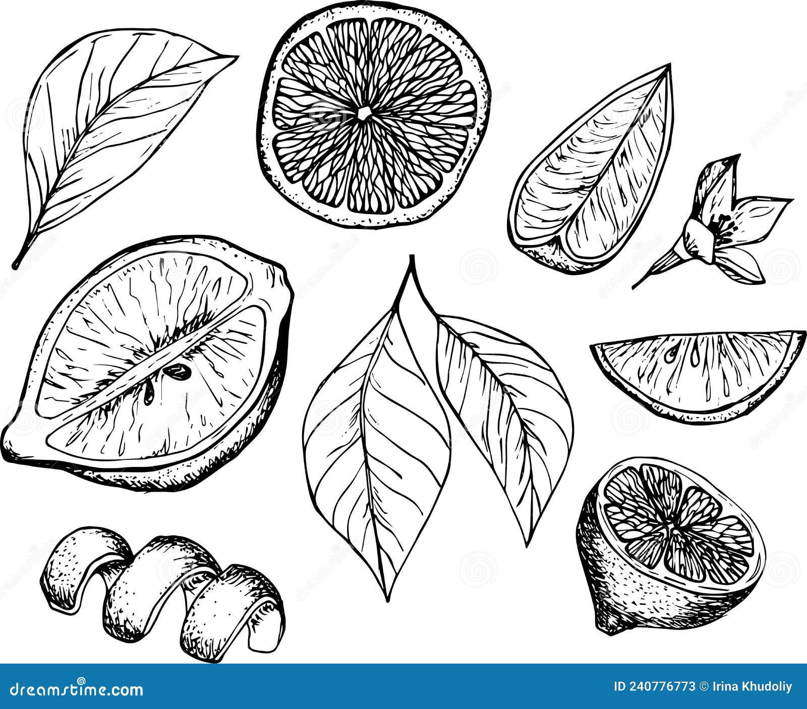 Sketch citrus fruits stock illustration. Illustration of drawing ...