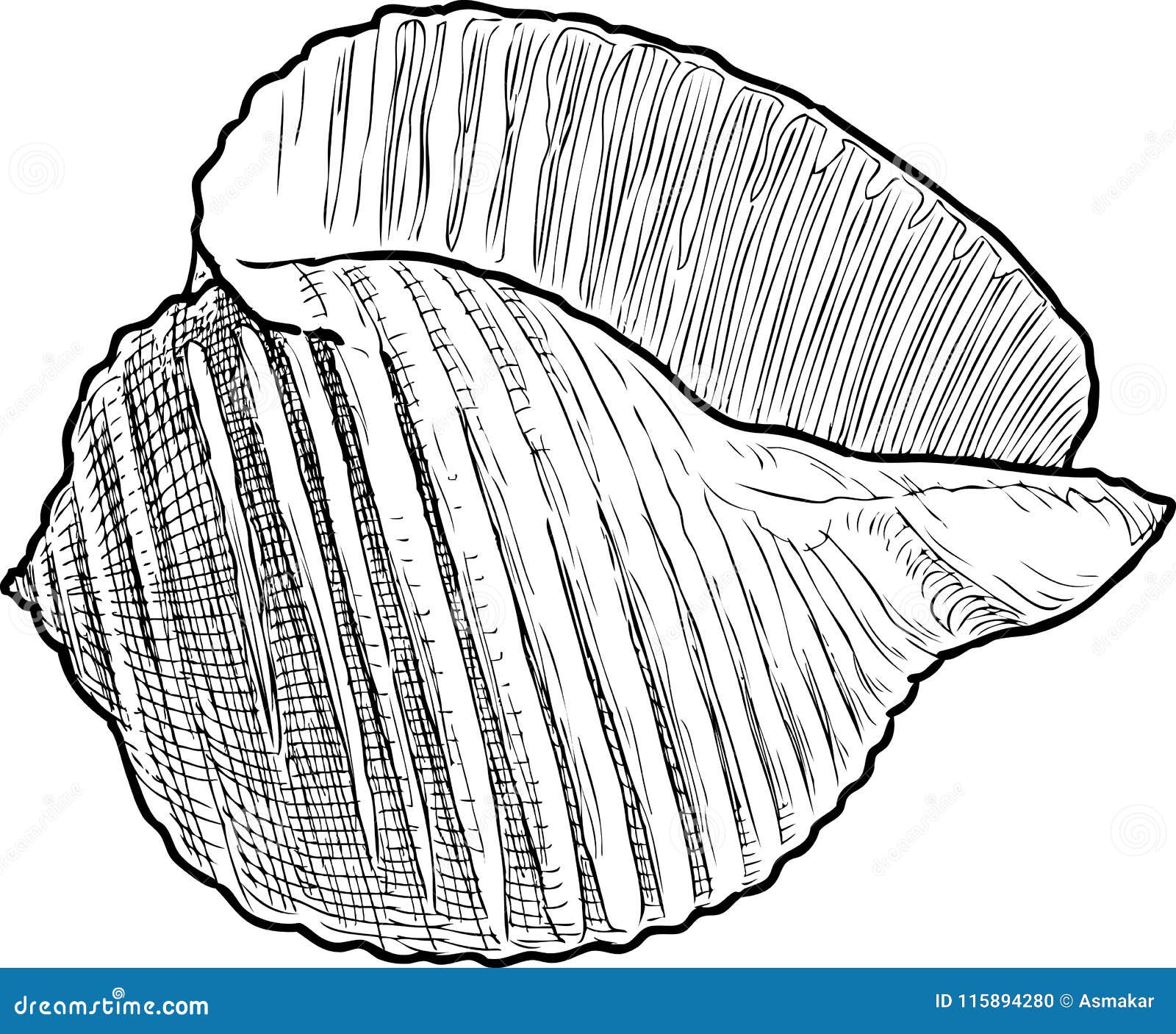 Sketch of a cockleshell stock vector. Illustration of shell - 115894280
