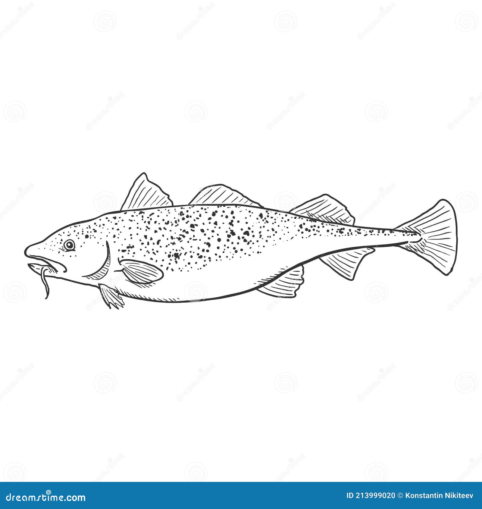 Sketch Cod Fish Vector Illustration Stock Vector - Illustration of ...