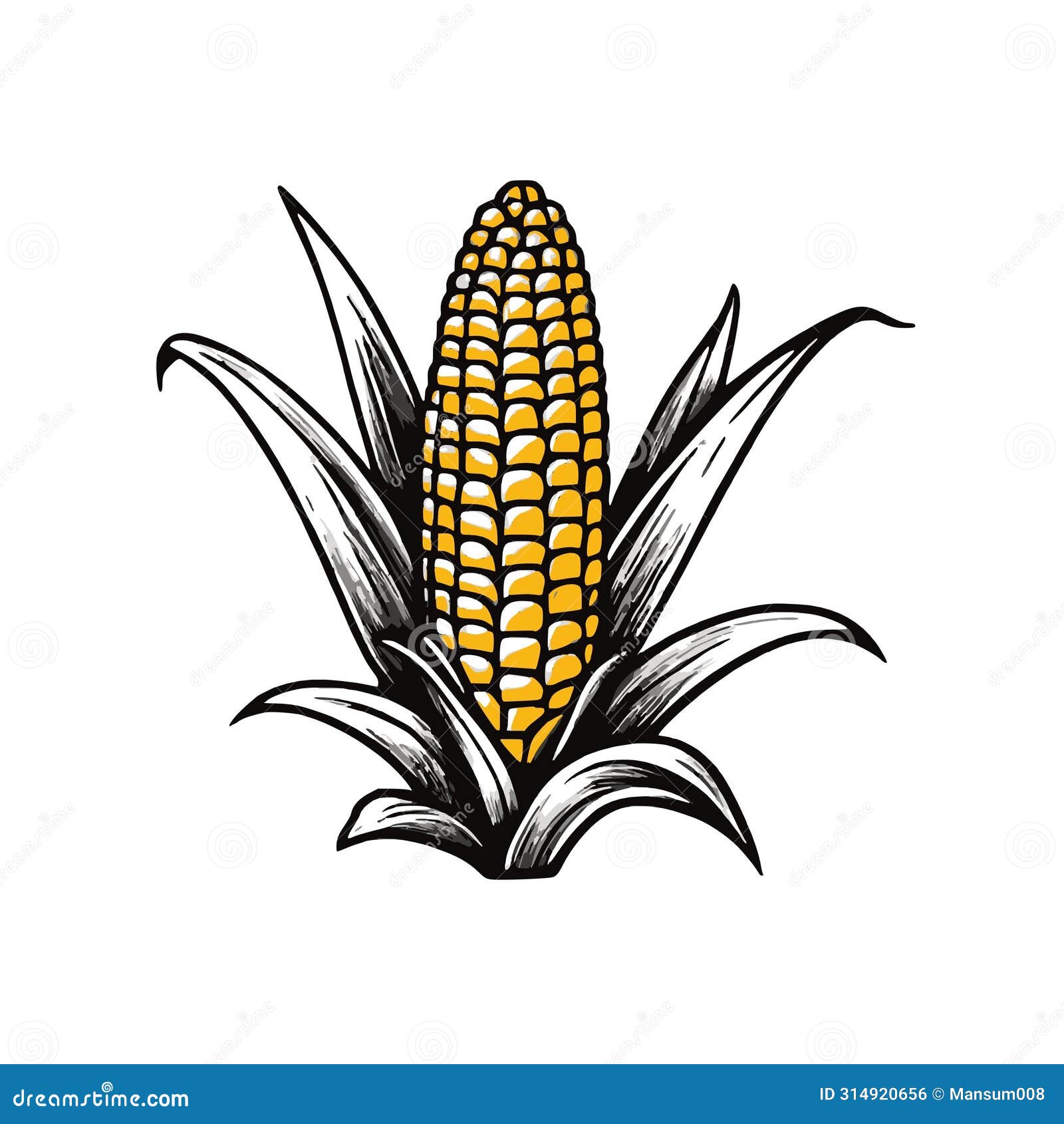 Sketch of Corn. Illustration Stock Illustration - Illustration of ...