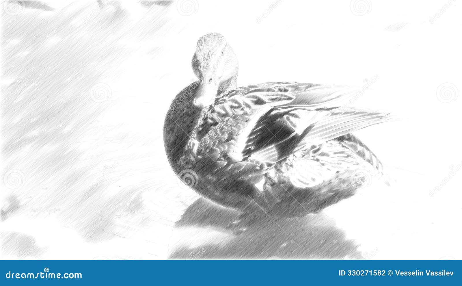 Sketch of a curious duck. stock photo. Image of bird - 330271582