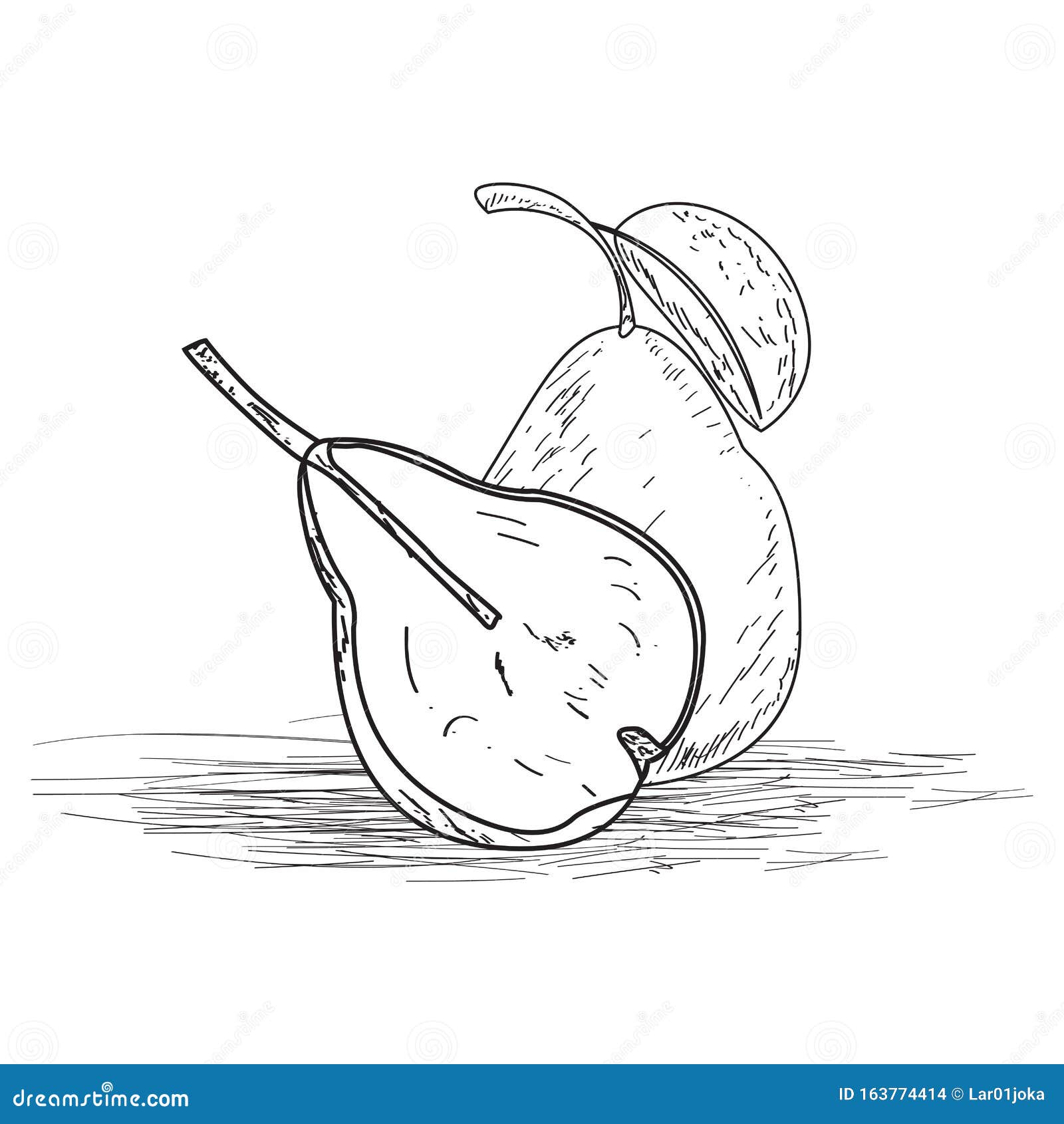 Sketch of a cut pear stock vector. Illustration of isolated - 163774414