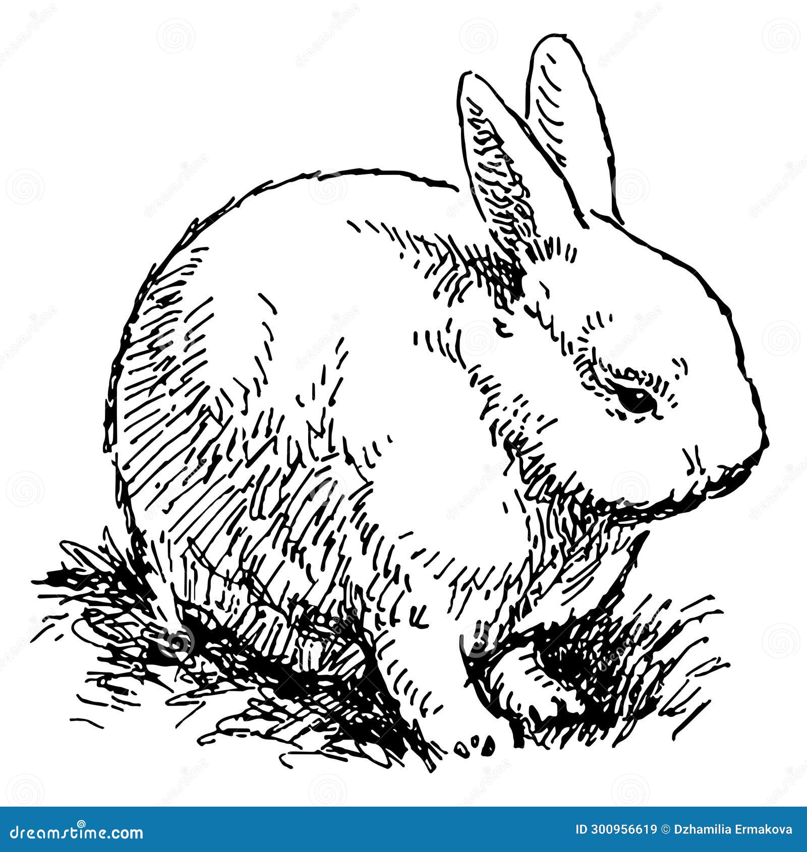 Sketch of Cute Fluffy White Rabbit Sitting in Grass Stock Illustration ...