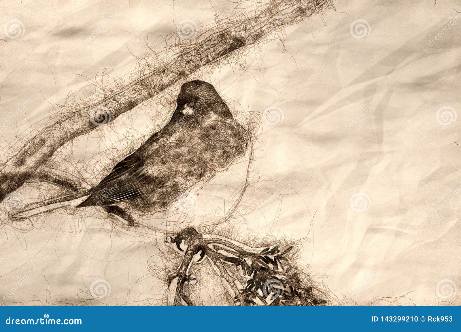 Dark Eyed Junco Or Junco Hyemalis Bird Seamless Watercolor Birds ...