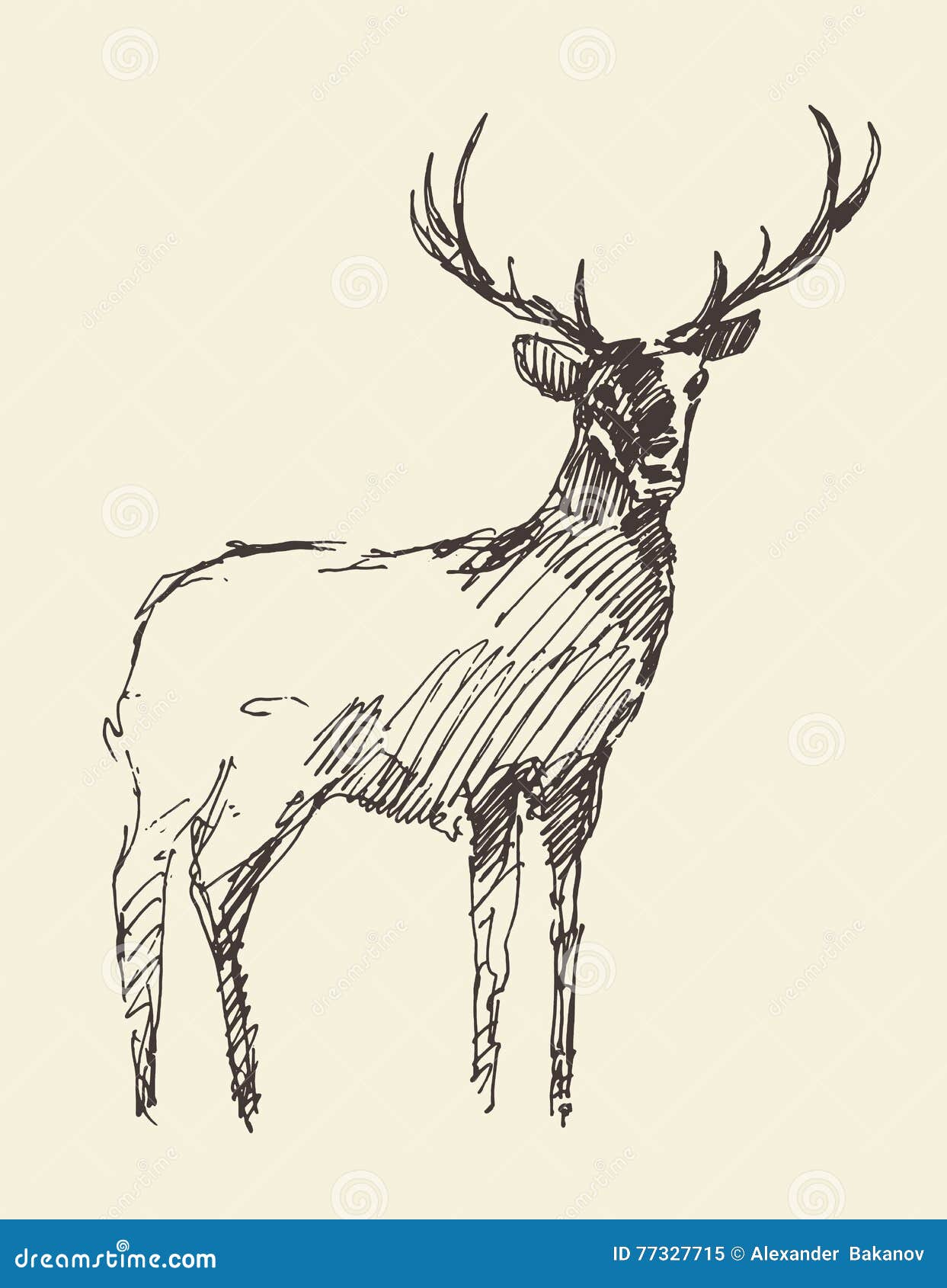 Sketch Deer Vintage Illustration Hand Drawn Vector Stock Vector ...