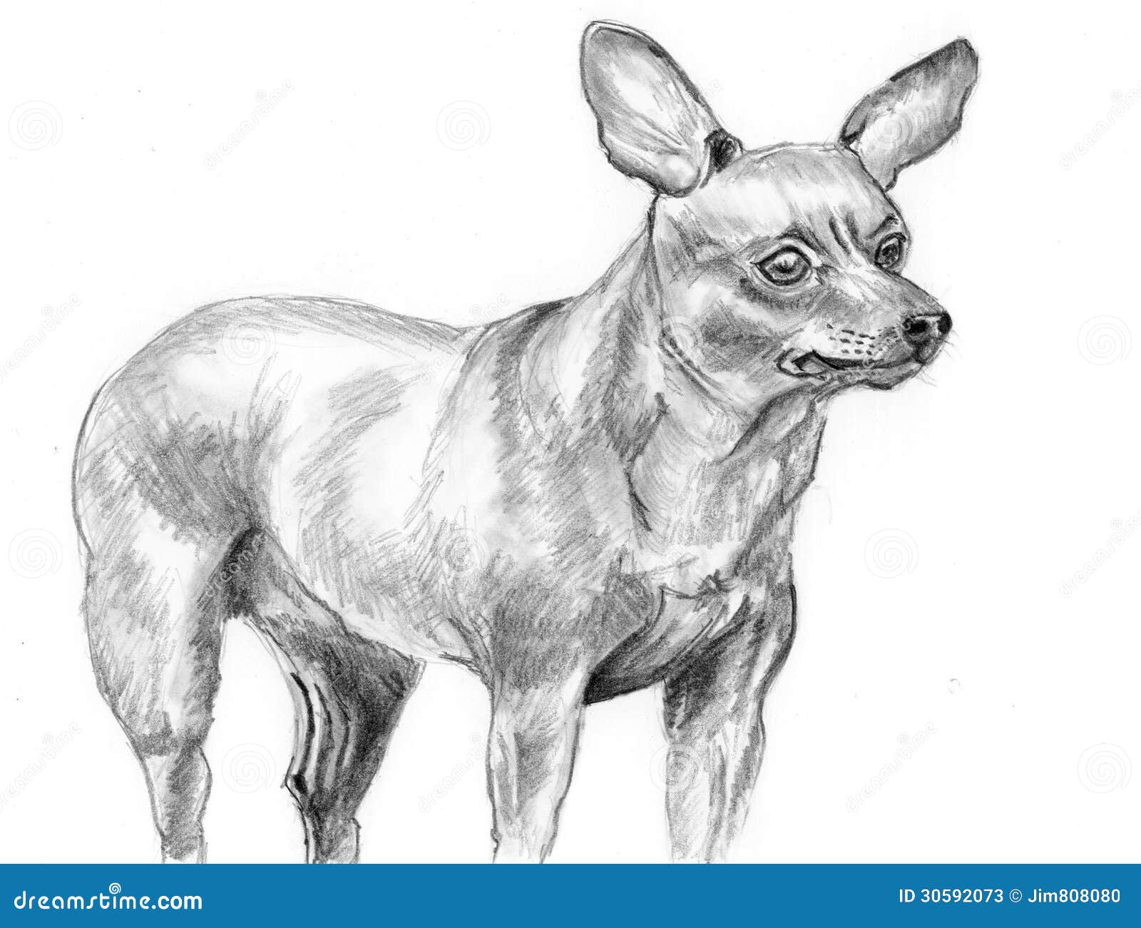 Sketch Dog Miniature Pinscher Stock Illustration - Illustration of ...