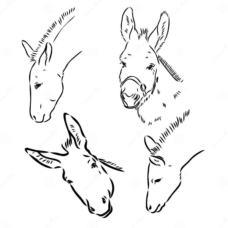 Sketch of Donkey Hand Drawn Illustration Donkey Vector Stock Vector ...
