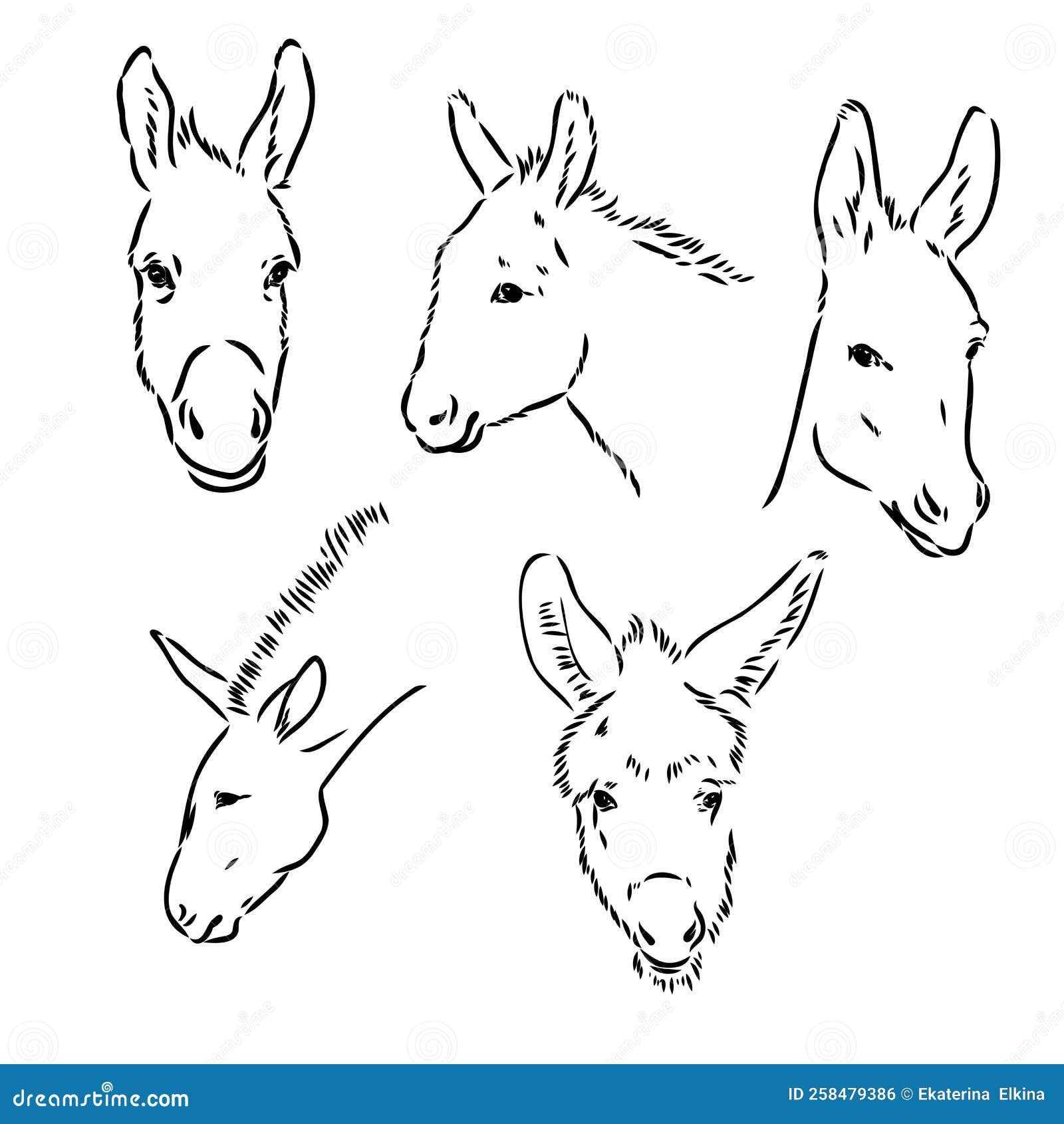 Sketch of Donkey Hand Drawn Illustration Donkey Vector Stock Vector ...