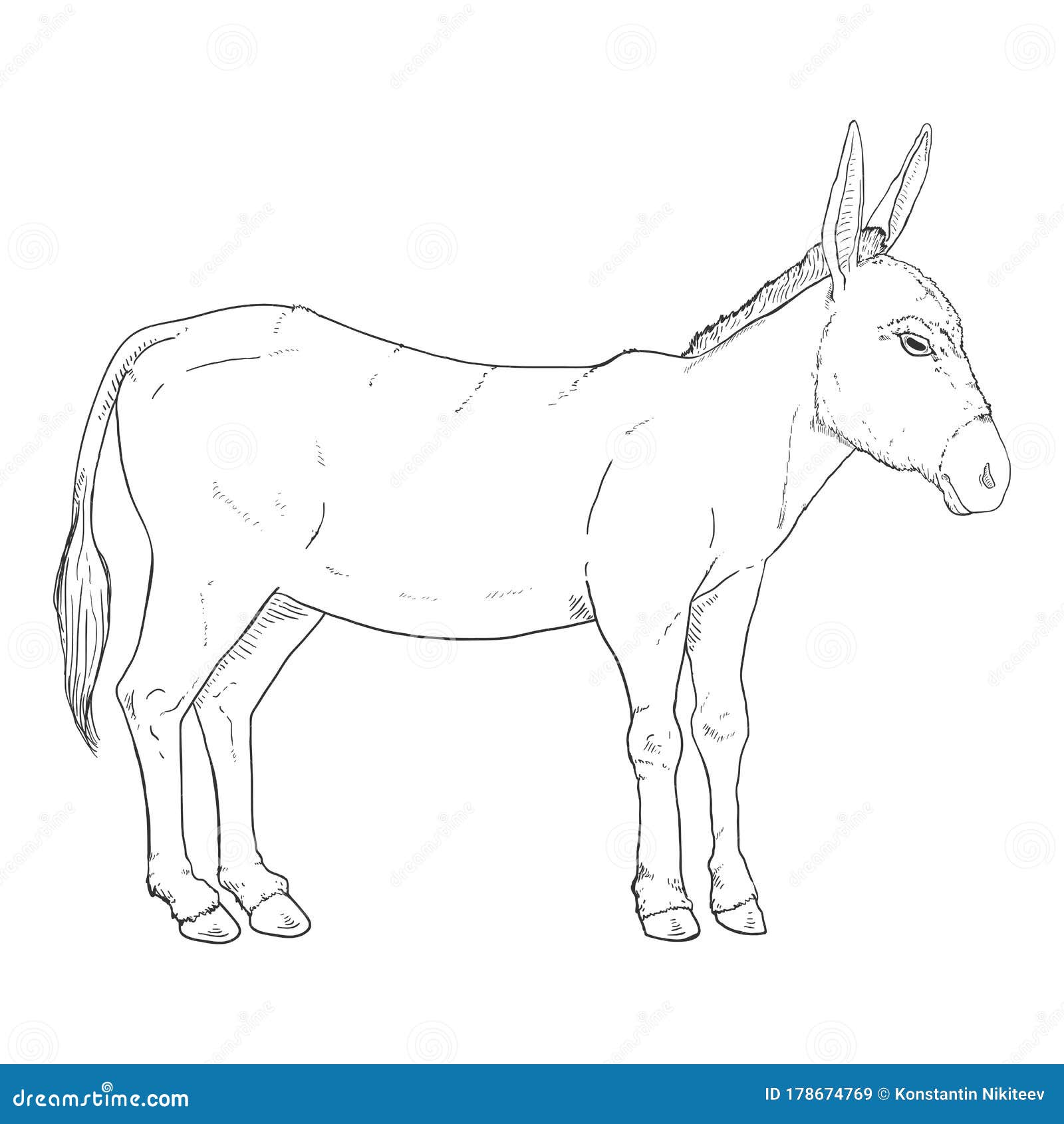 Sketch Donkey. Vector Hand Drawn Illustration Stock Vector ...