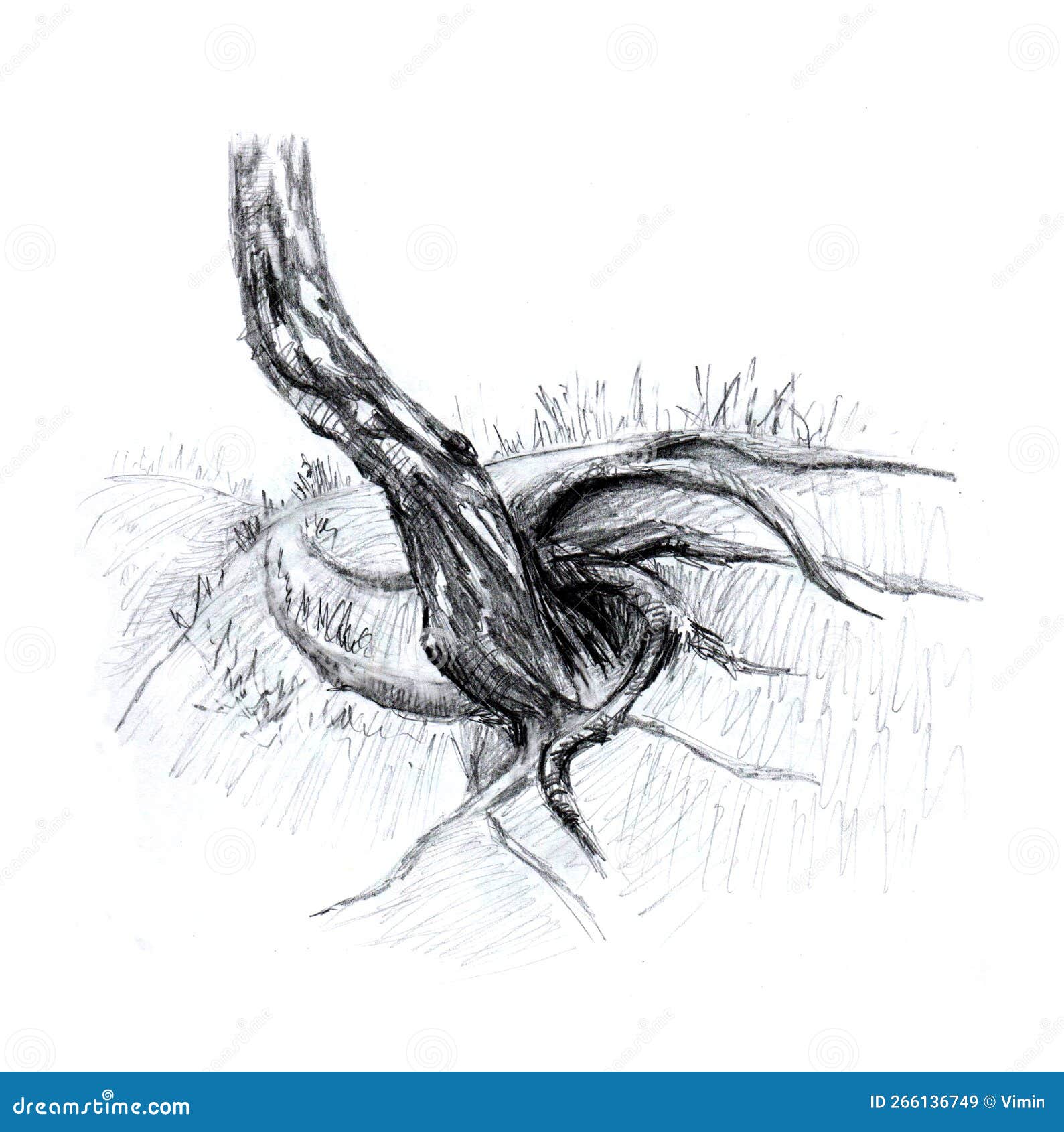 Botanical Image of a Twisted Birch Trunk. Drawing a Tree by Hand with a ...