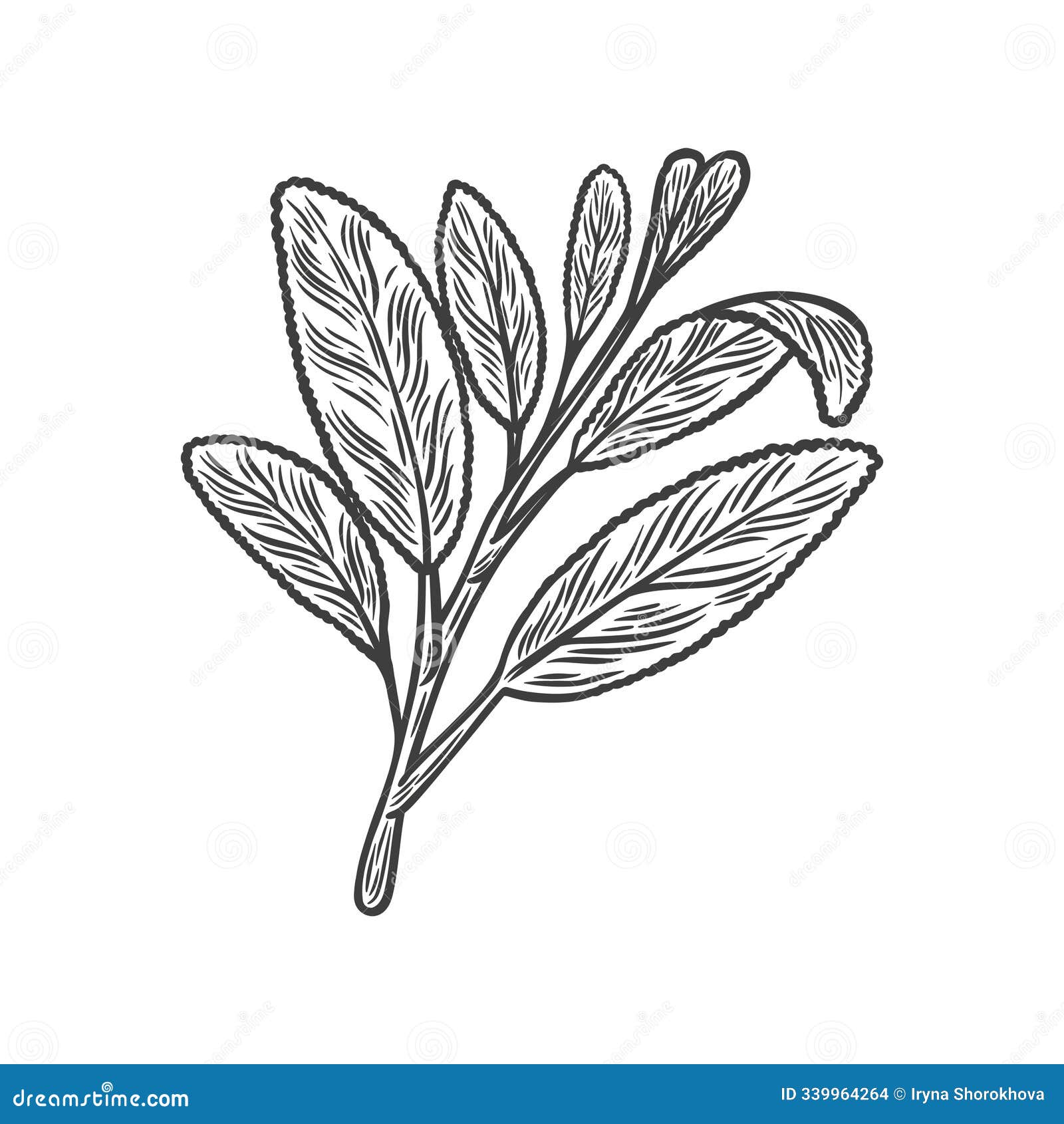 Sketch Drawing of Sage in the Style of Line Drawing Stock Vector ...