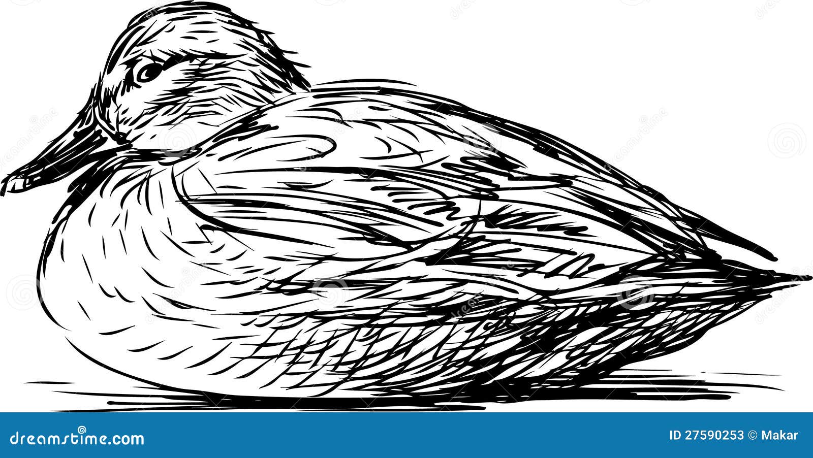 Sketch of duck stock vector. Illustration of isolated - 27590253