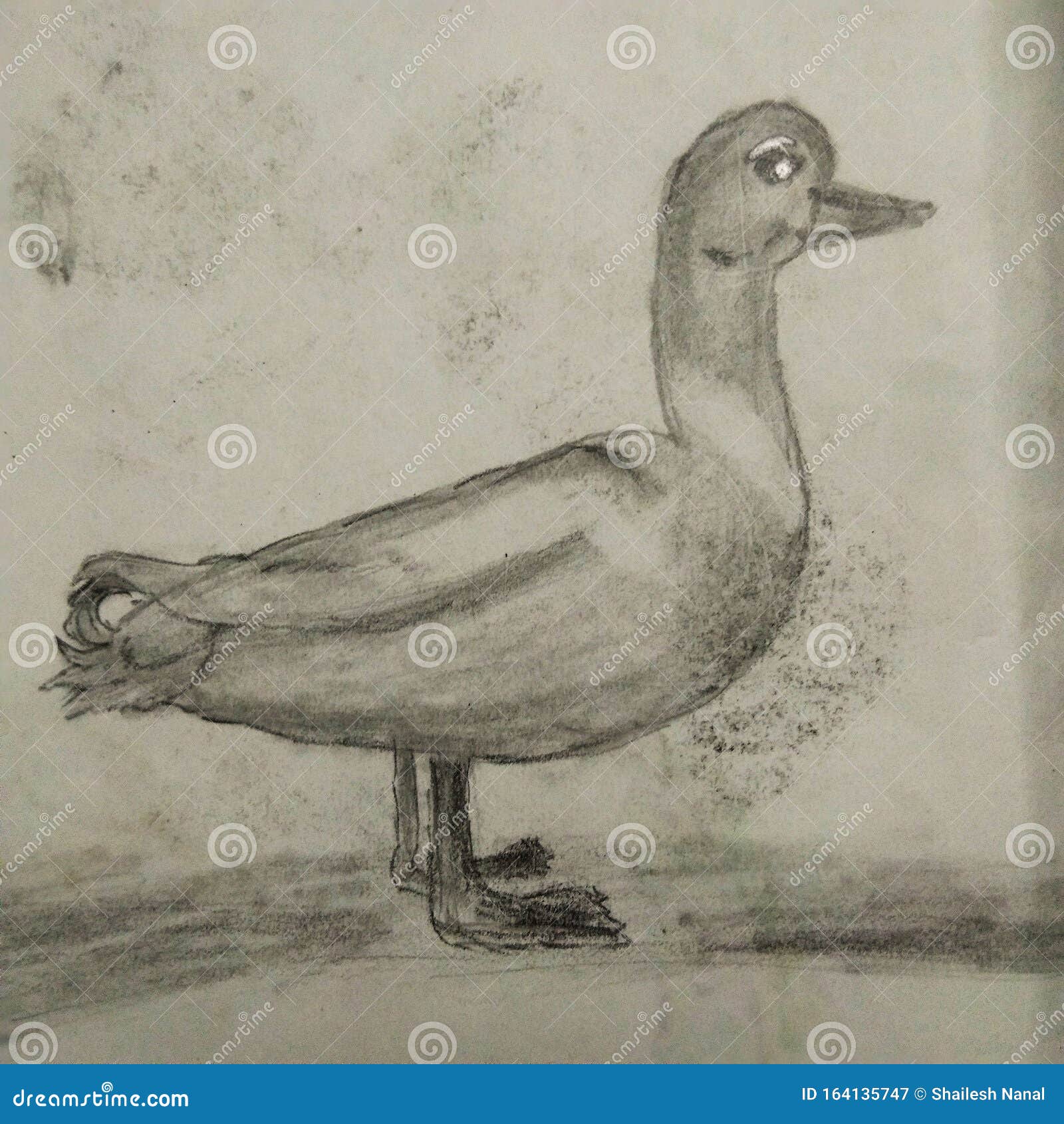 The duck sketch stock image. Image of black, painting - 164135747
