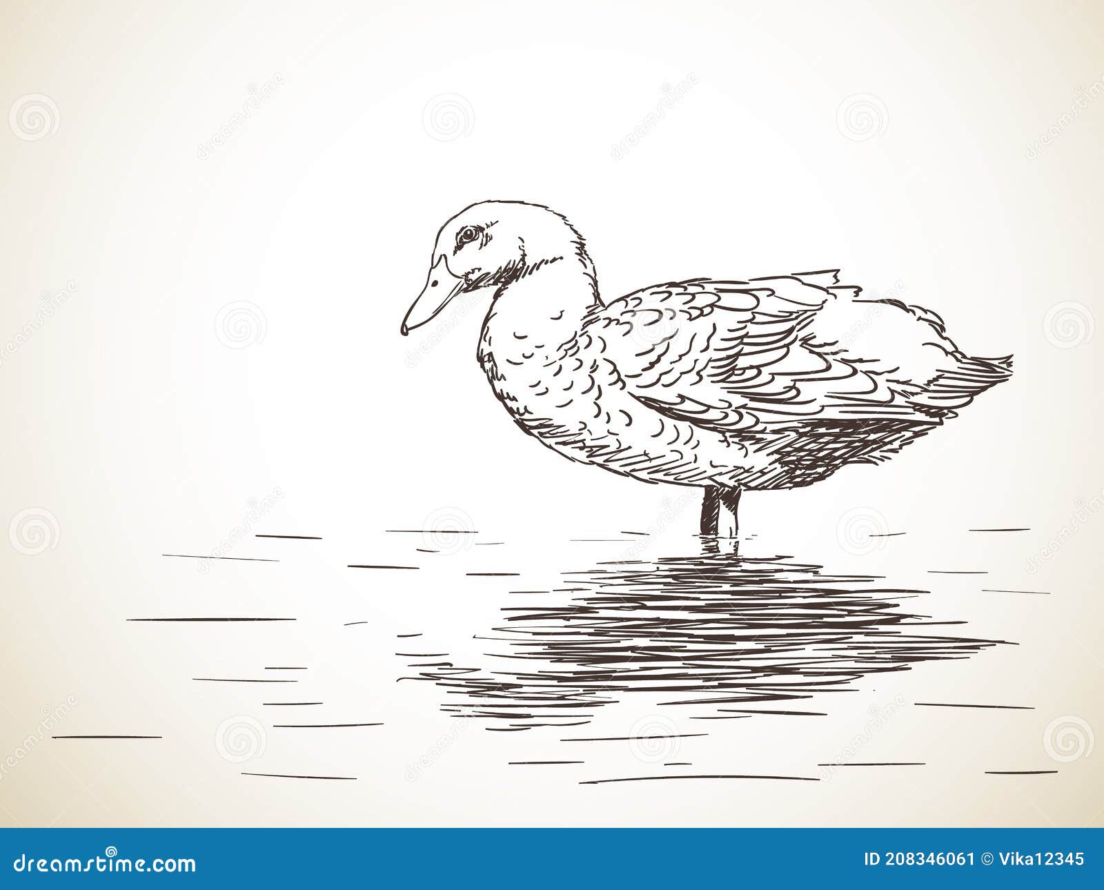 Sketch of Duck on the Water. Hand Drawn Stock Vector - Illustration of ...