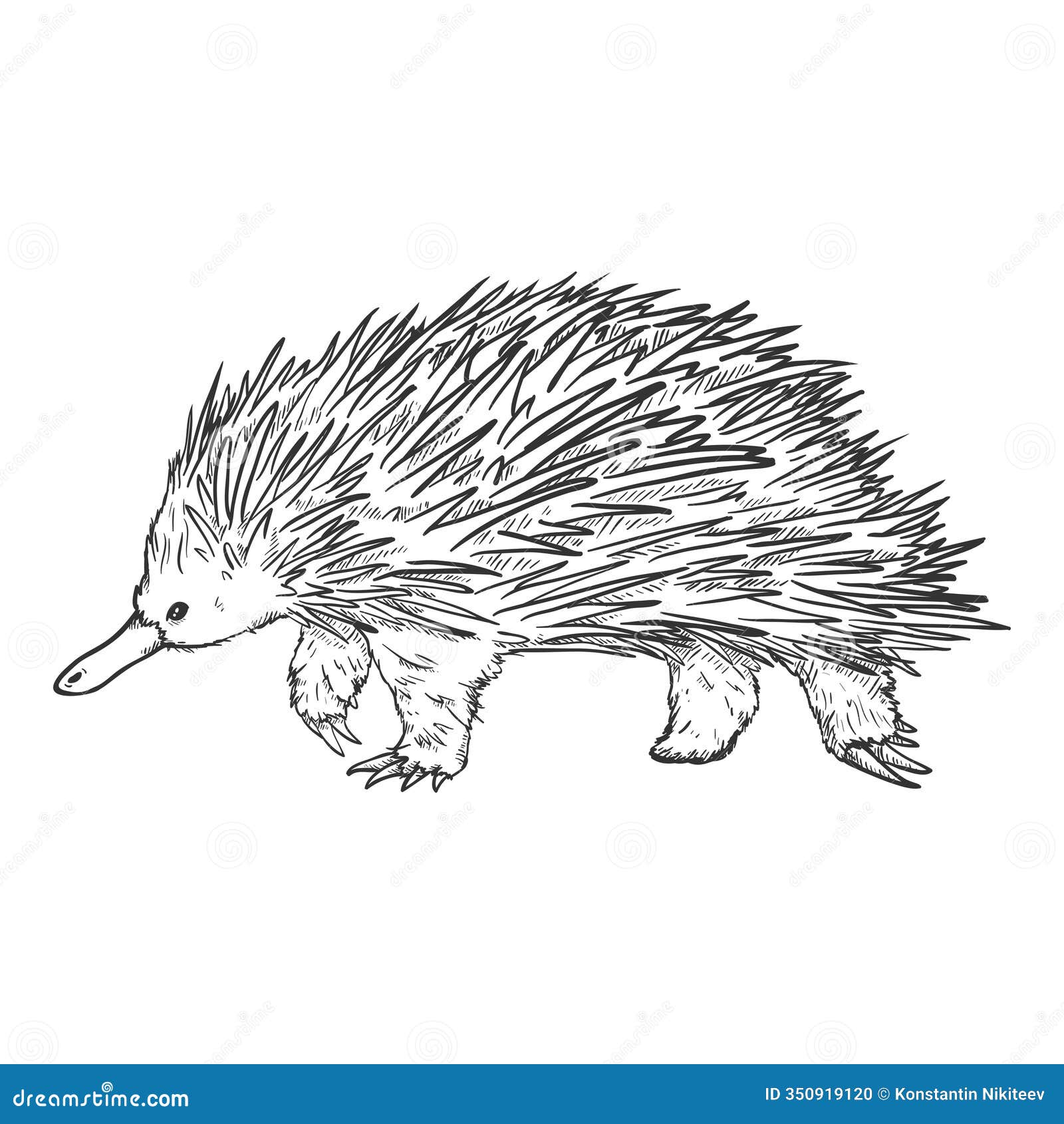 Sketch Echidna - Single Fullbody Illustration Stock Illustration ...